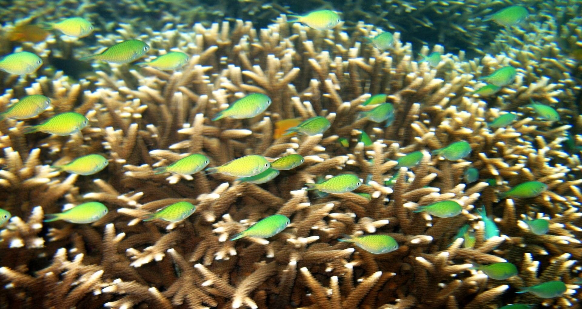 Things to Do in Mabini, Philippines 2025 - Hotels & Flights - Earth ...